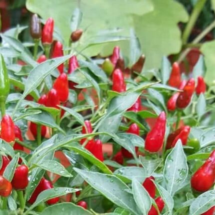Buy Birds Eye Chilli Seeds ( Kanthari Milagai Seeds ) online in India ...