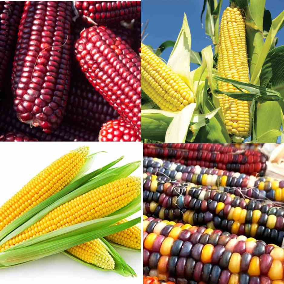 Corn Seeds Combo Pack of 4 – Native Indian Organics