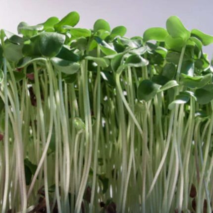 Buy Premium Flax Microgreens Seeds 50g 🌱 | Organic & High Quality for ...