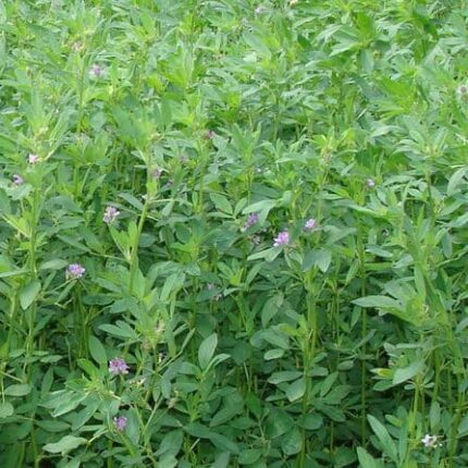Buy Alfalfa Fodder Seeds Online | Organic, High Protein for Livestock ...