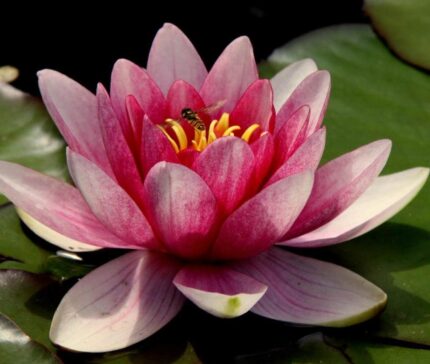 Buy Lotus Seeds online in India | Premium Organic Lotus Flower Seeds ...