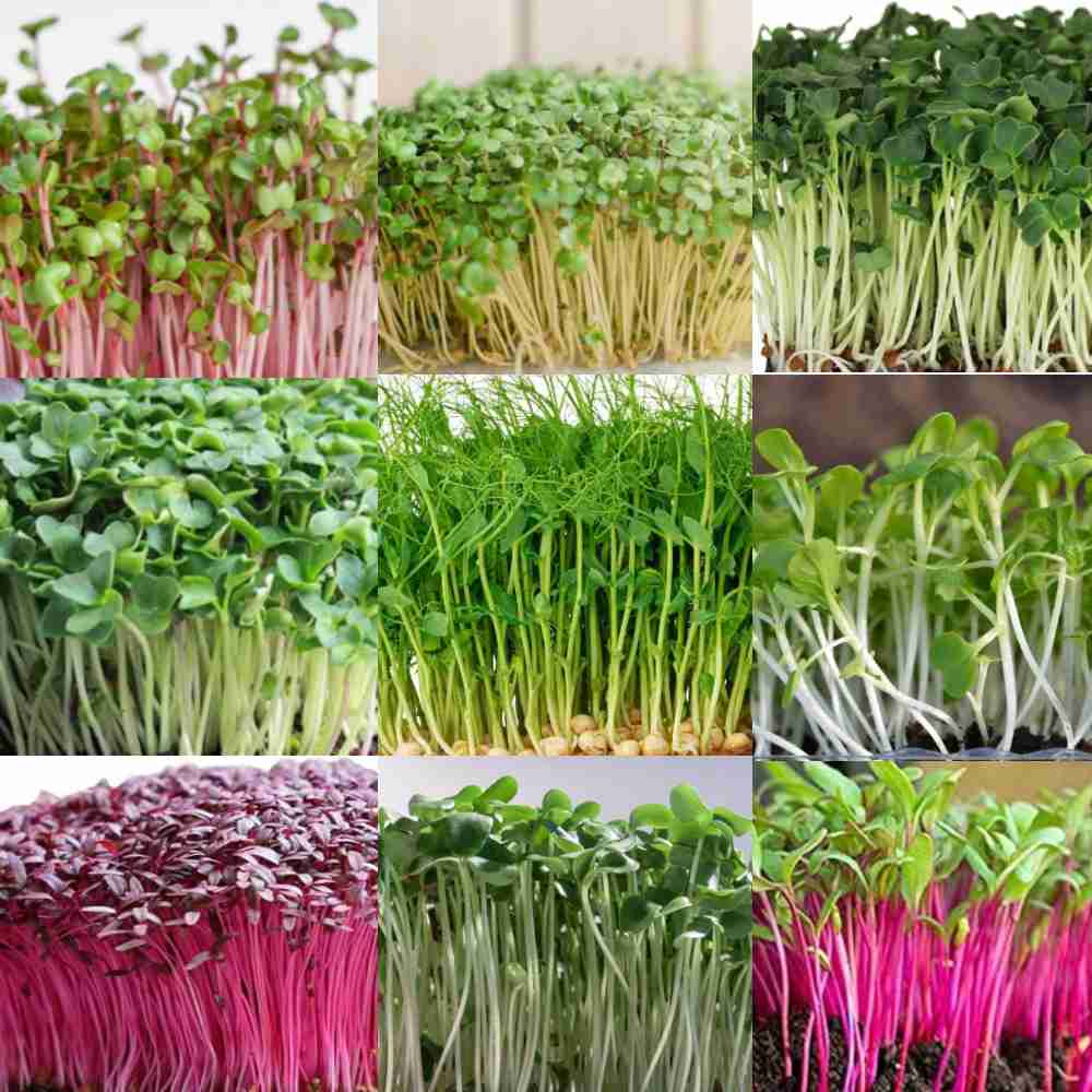 Microgreens Combo pack of 9 each 30g – Native Indian Organics