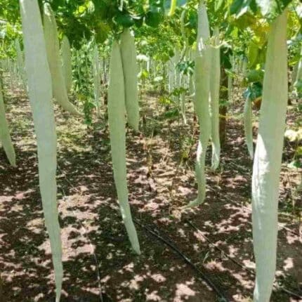 Buy Snake Gourd Long Seeds 🍃 | High Yield & Fast Growing – Native ...